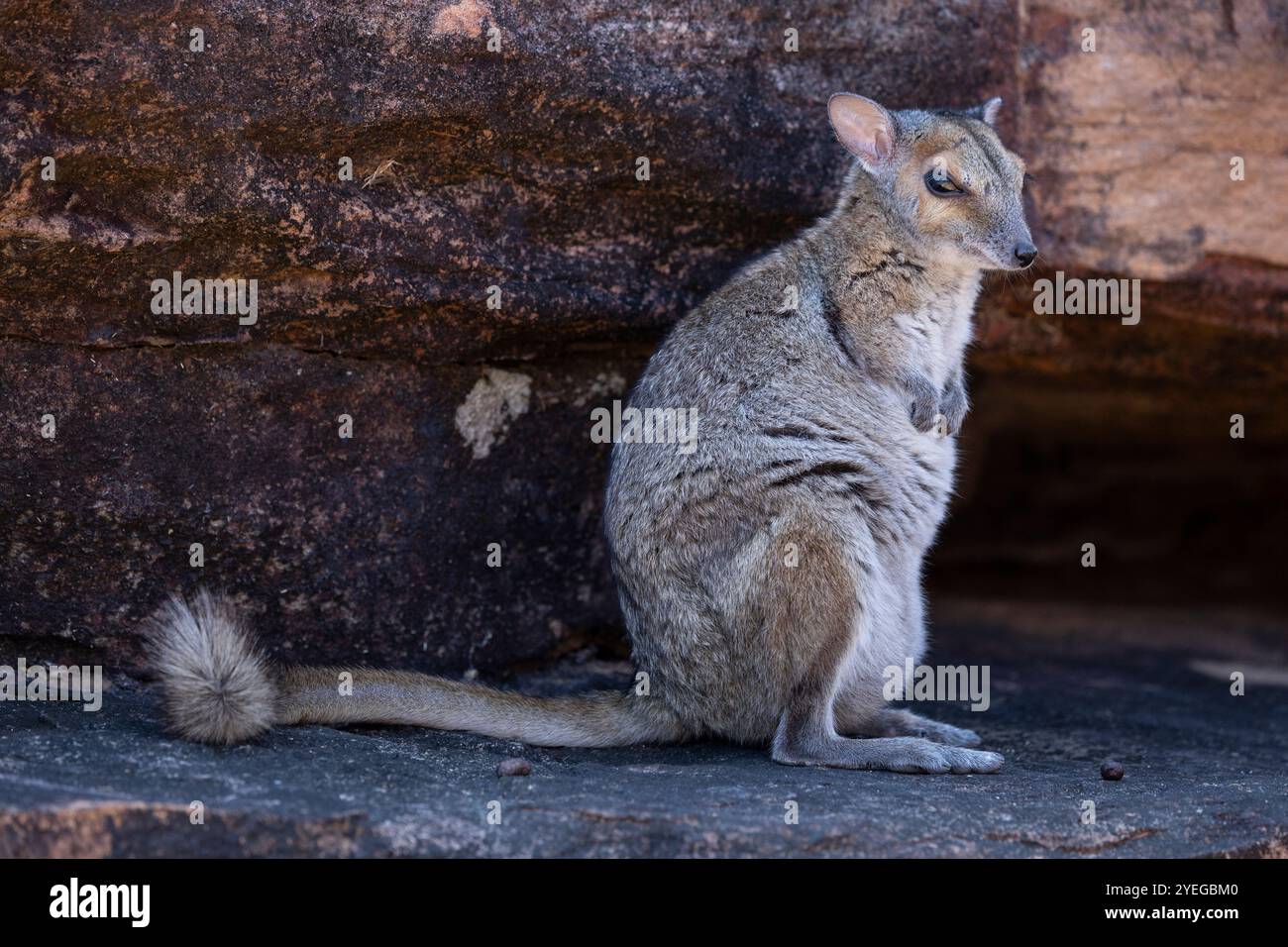 Monjon hi-res stock photography and images - Alamy