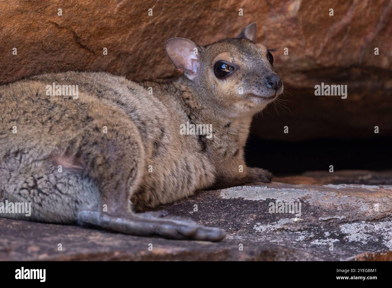 A Monjon (Petrogale burbidgei) in The Kimberley, Western Australia ...