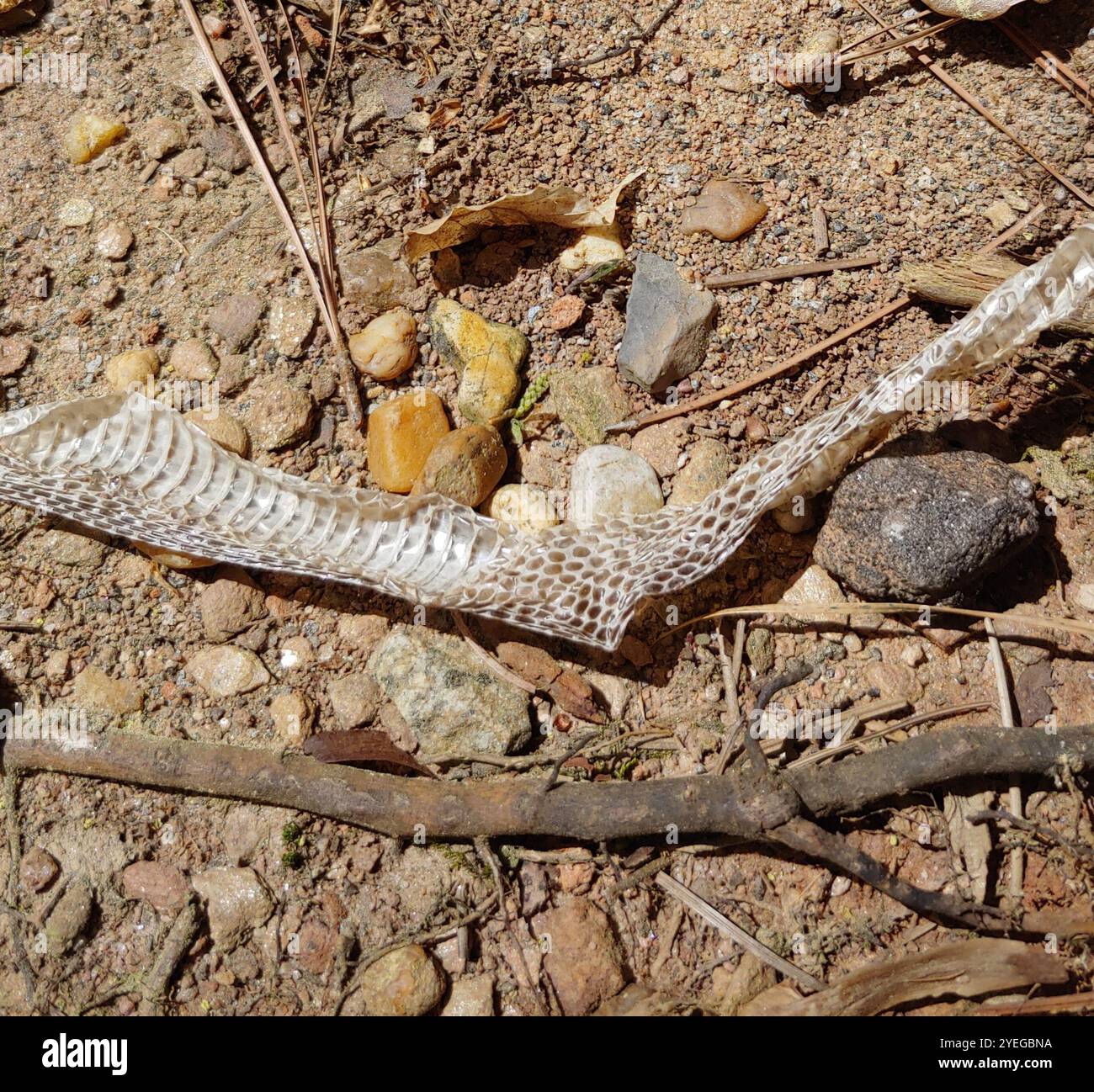 Gray Ratsnake (Pantherophis spiloides Stock Photo - Alamy