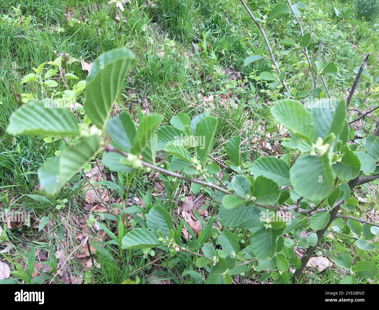 common alder (Alnus glutinosa Stock Photo - Alamy