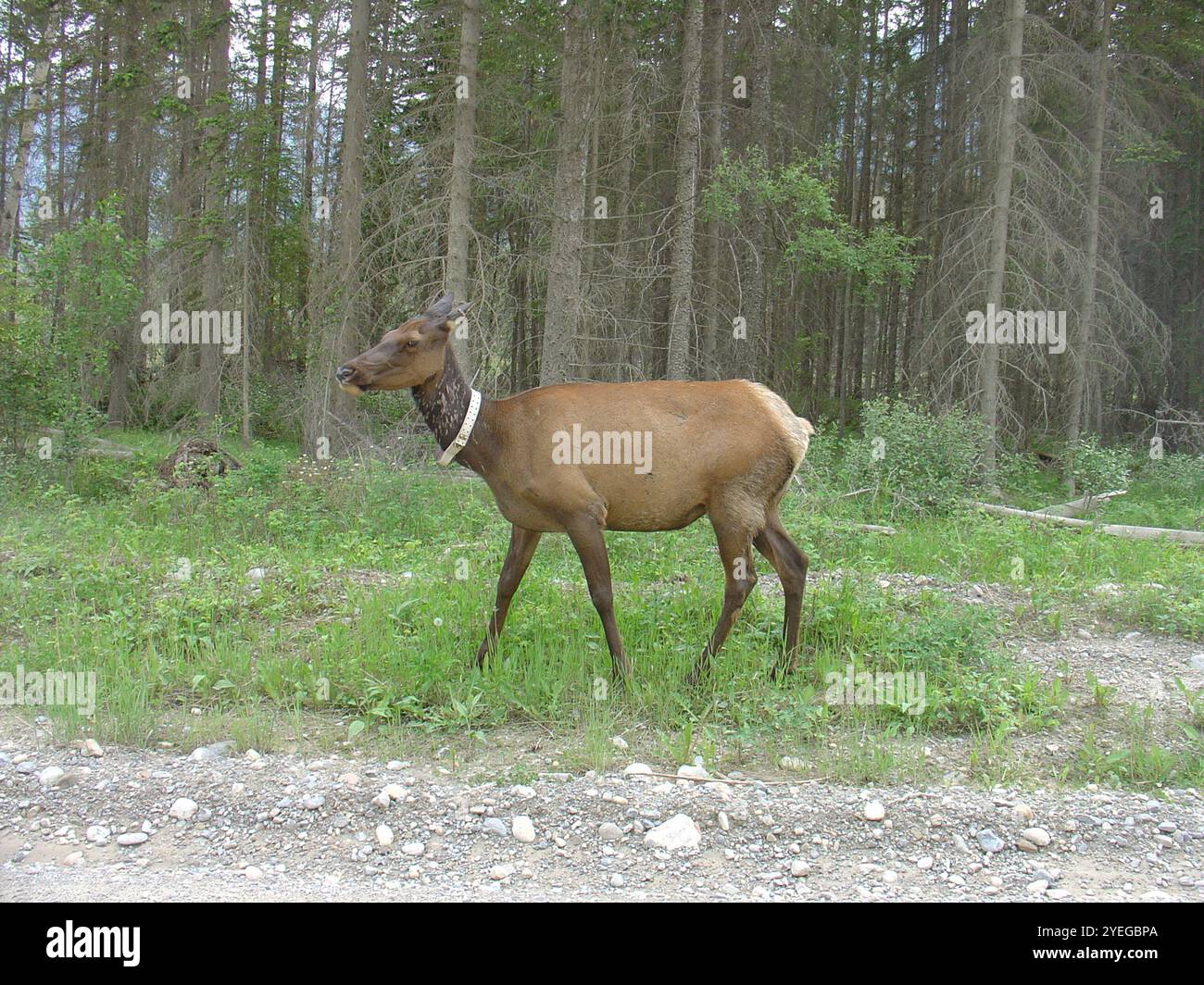Wapiti (Cervus canadensis Stock Photo - Alamy