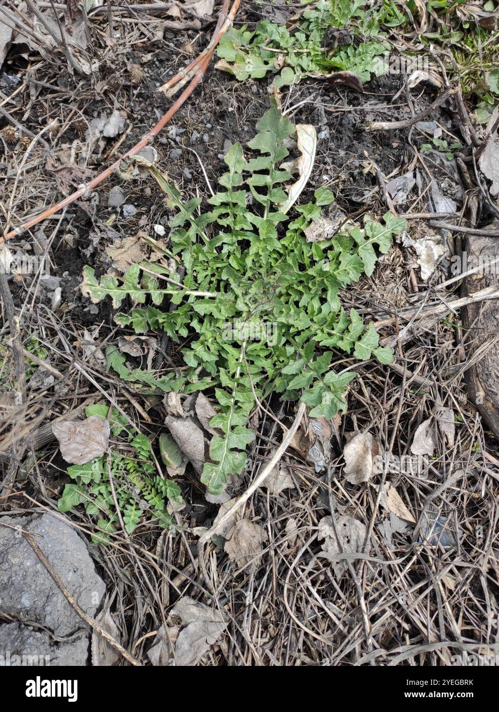 False London-rocket (Sisymbrium loeselii Stock Photo - Alamy