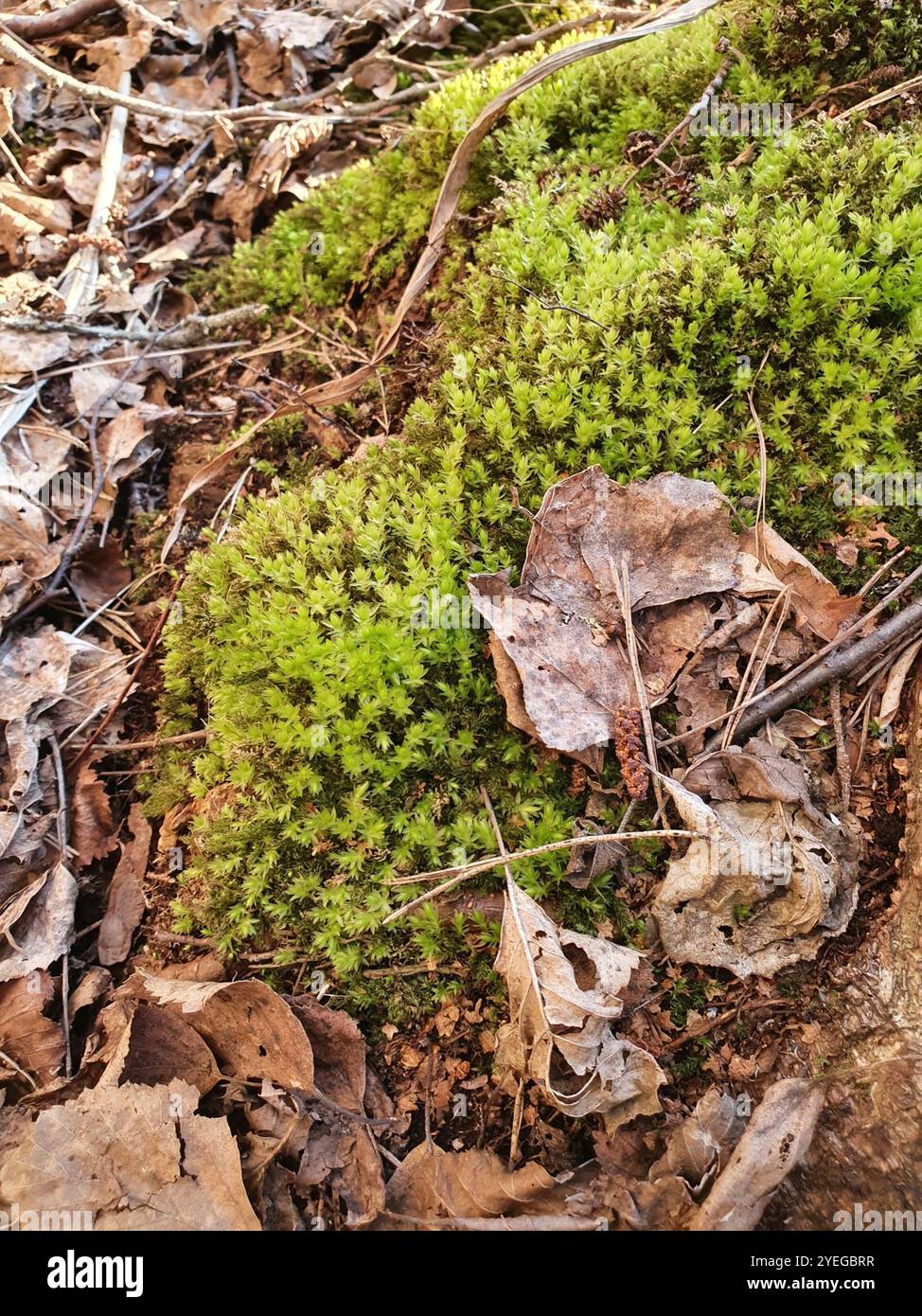 Horn Calcareous Moss (Mnium hornum Stock Photo - Alamy