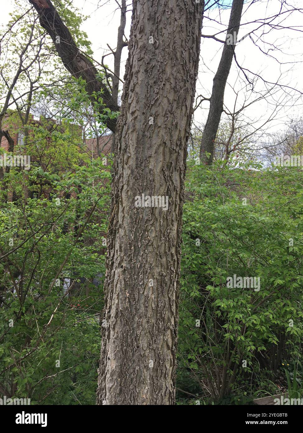 common hackberry (Celtis occidentalis Stock Photo - Alamy
