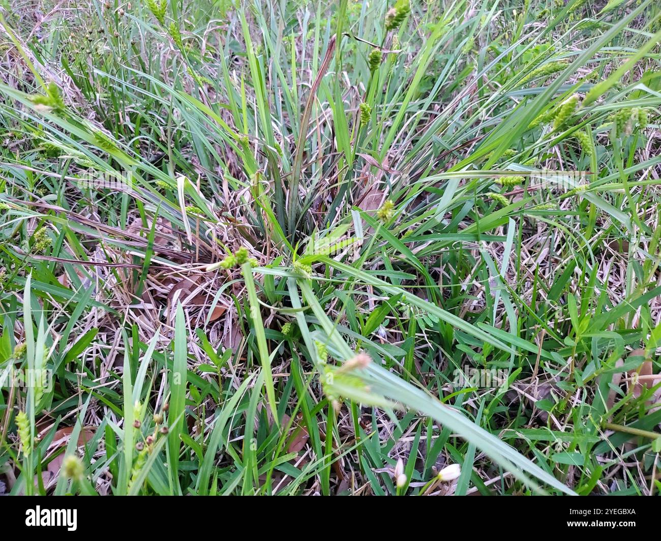true sedges (Carex Stock Photo - Alamy