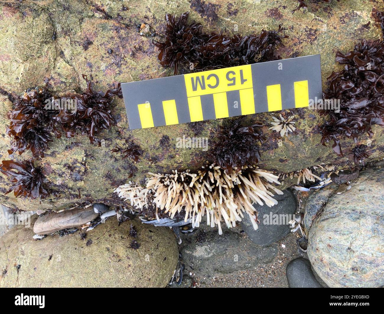 red algae (Rhodophyta Stock Photo - Alamy