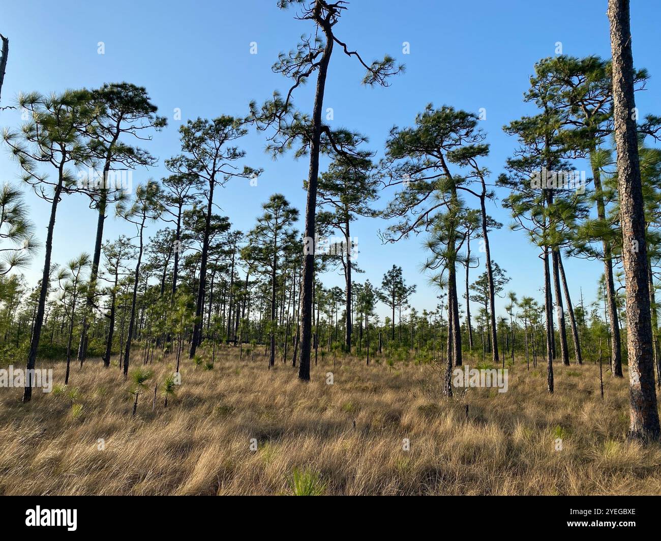 longleaf pine (Pinus palustris Stock Photo - Alamy