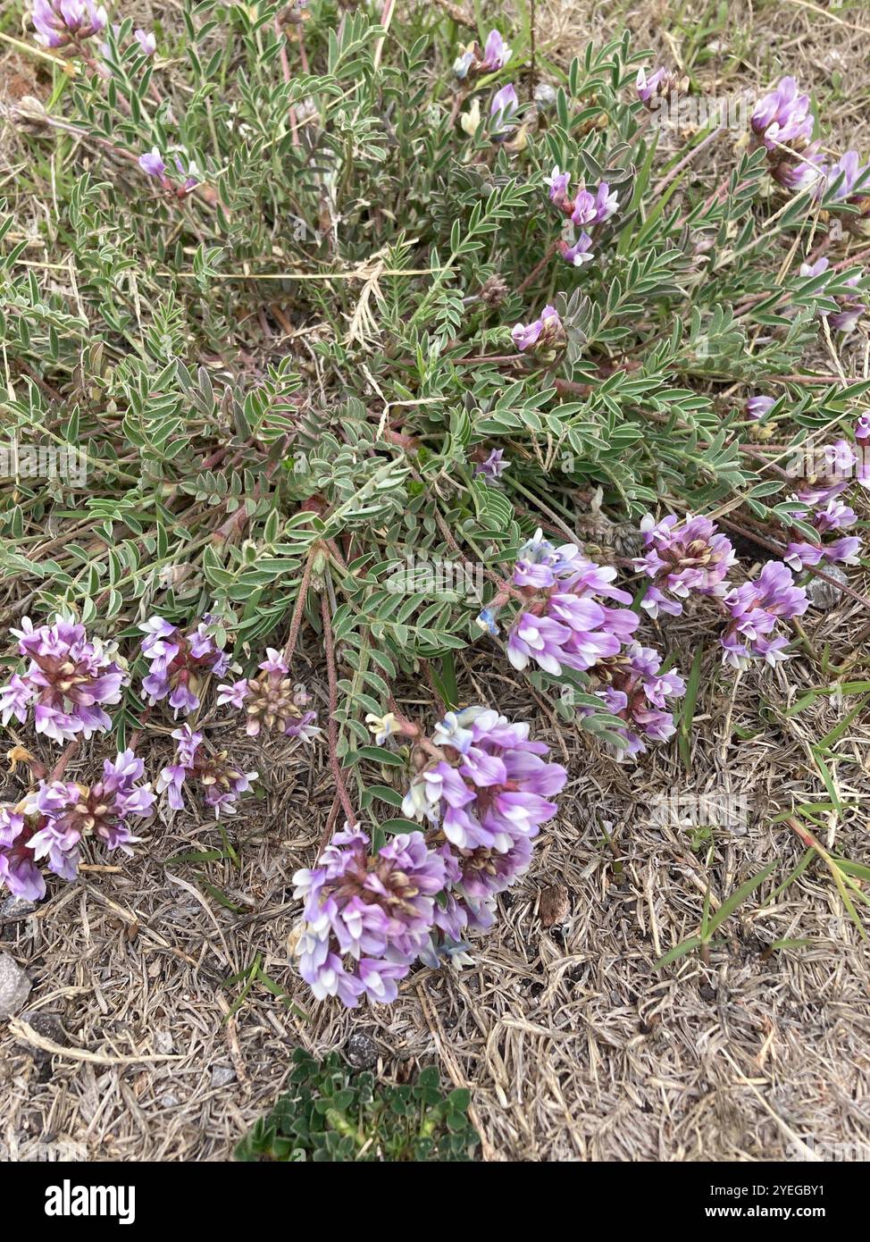 Low Milkvetch (Astragalus lotiflorus Stock Photo - Alamy