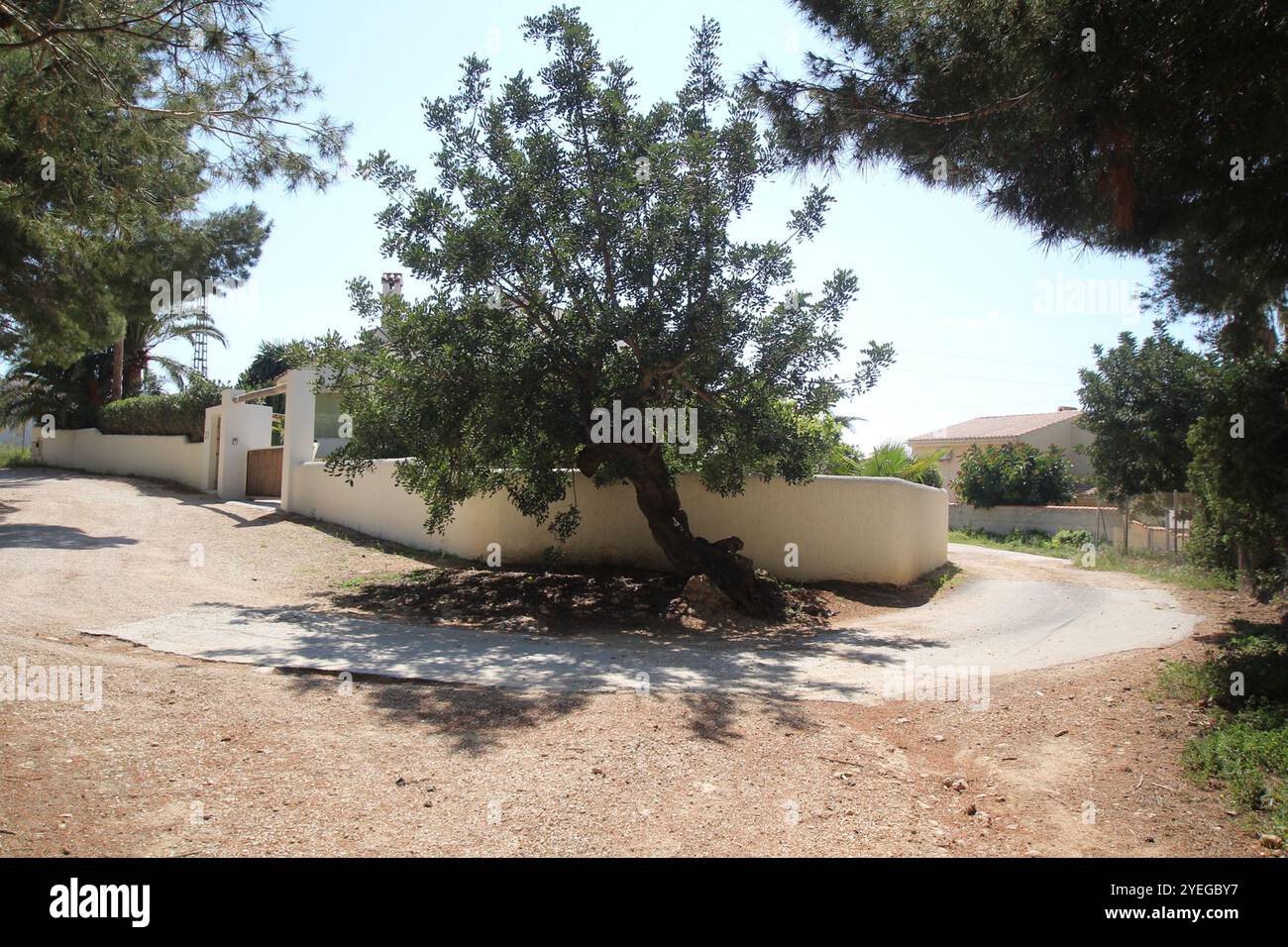 carob tree (Ceratonia siliqua Stock Photo - Alamy