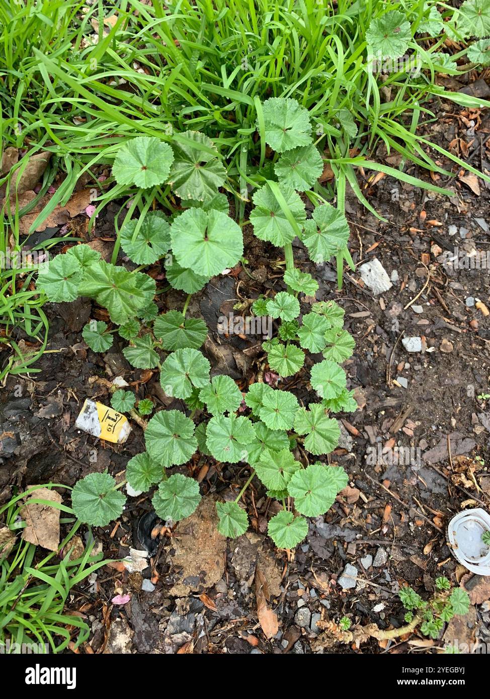 dwarf mallow (Malva neglecta Stock Photo - Alamy