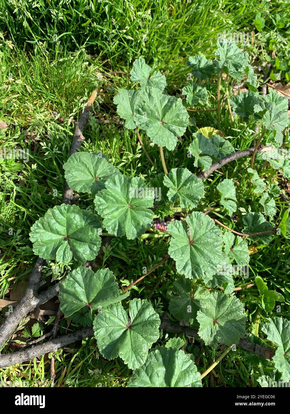 dwarf mallow (Malva neglecta Stock Photo - Alamy