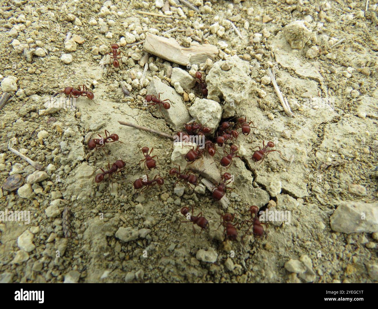 Red Harvester Ant (Pogonomyrmex barbatus Stock Photo - Alamy