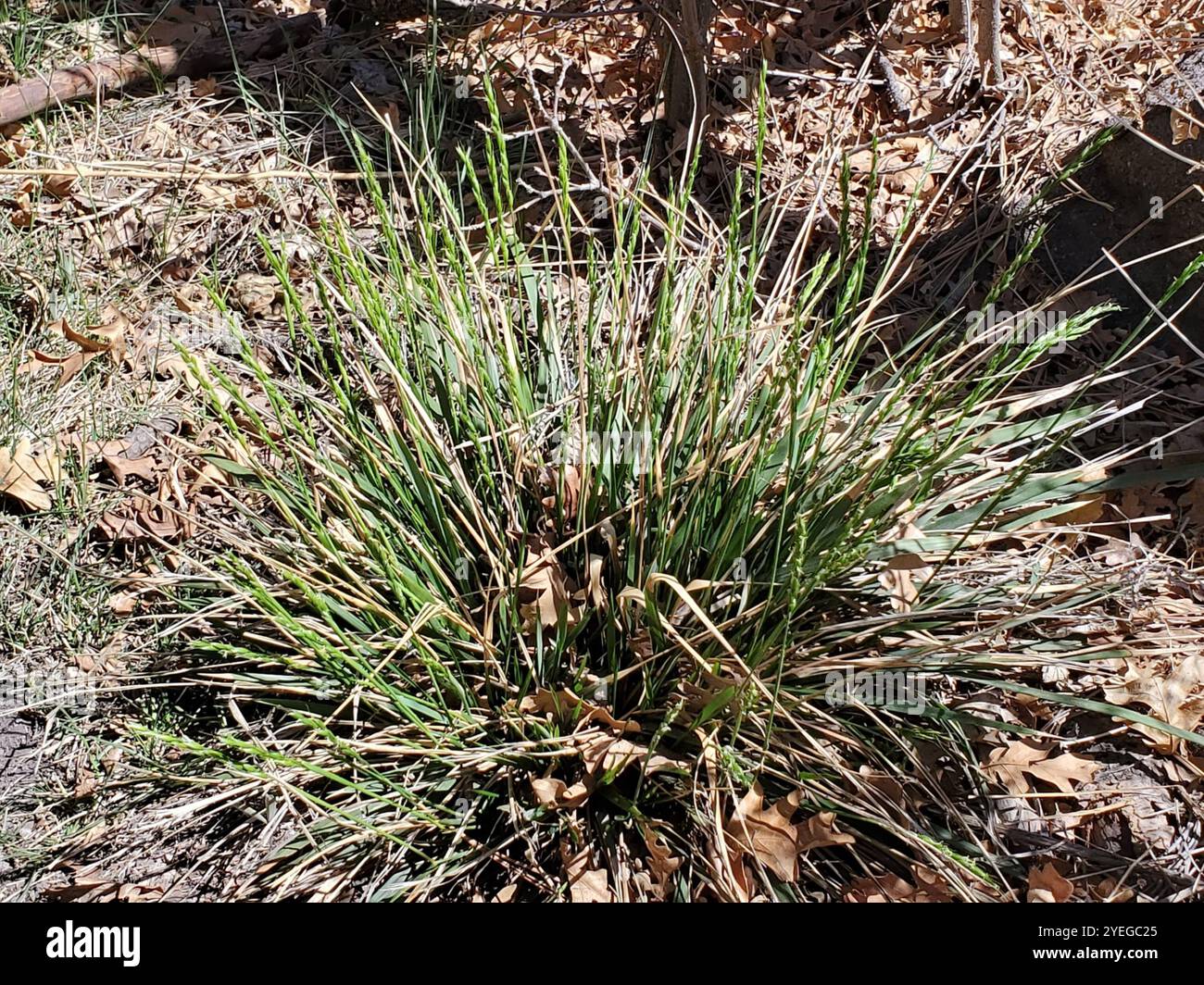 Oryzopsis asperifolia hi-res stock photography and images - Alamy