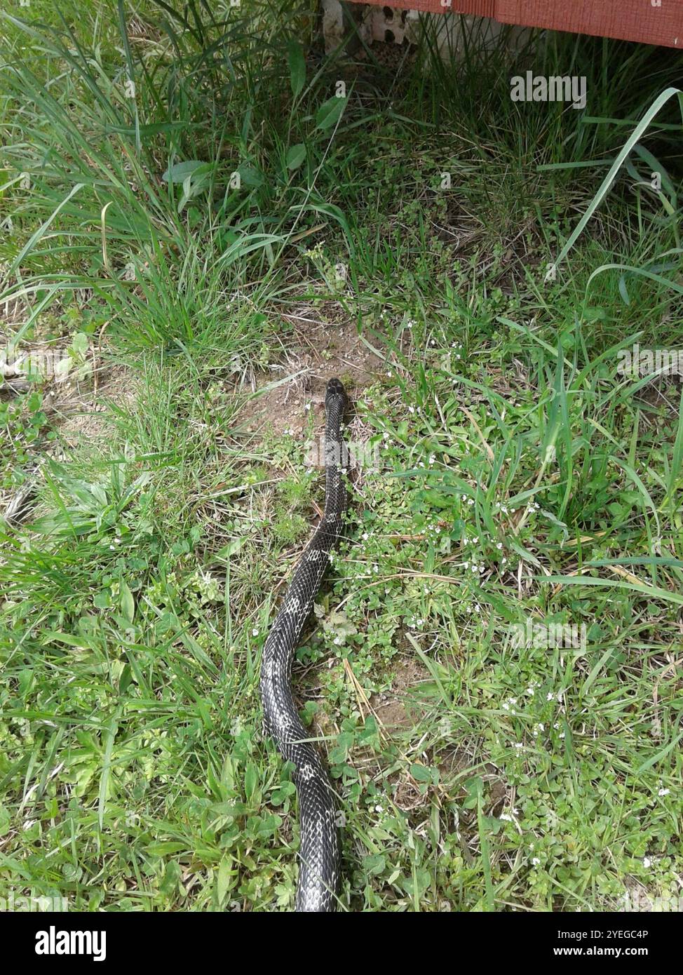 Pantherophis spiloides hi-res stock photography and images - Alamy