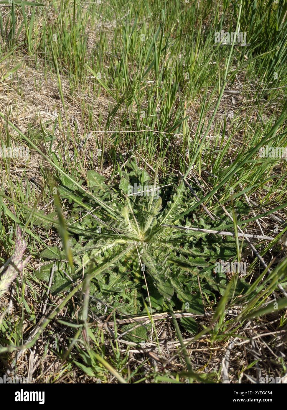 Common Cat's-ear (Hypochaeris radicata Stock Photo - Alamy