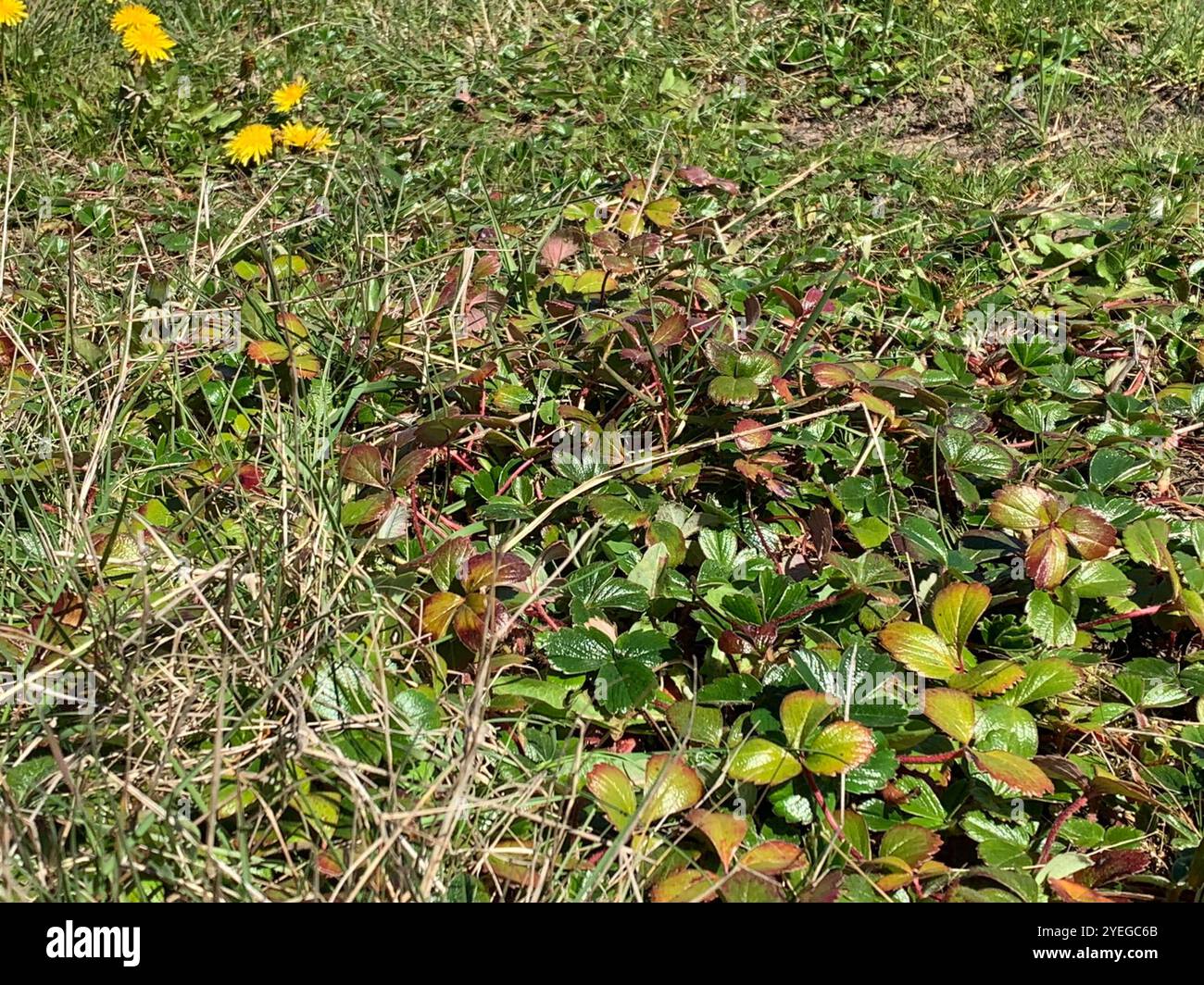 beach strawberry (Fragaria chiloensis Stock Photo - Alamy