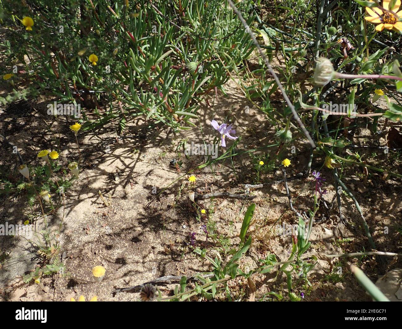 Bigseed Tulp (Moraea macrocarpa Stock Photo - Alamy