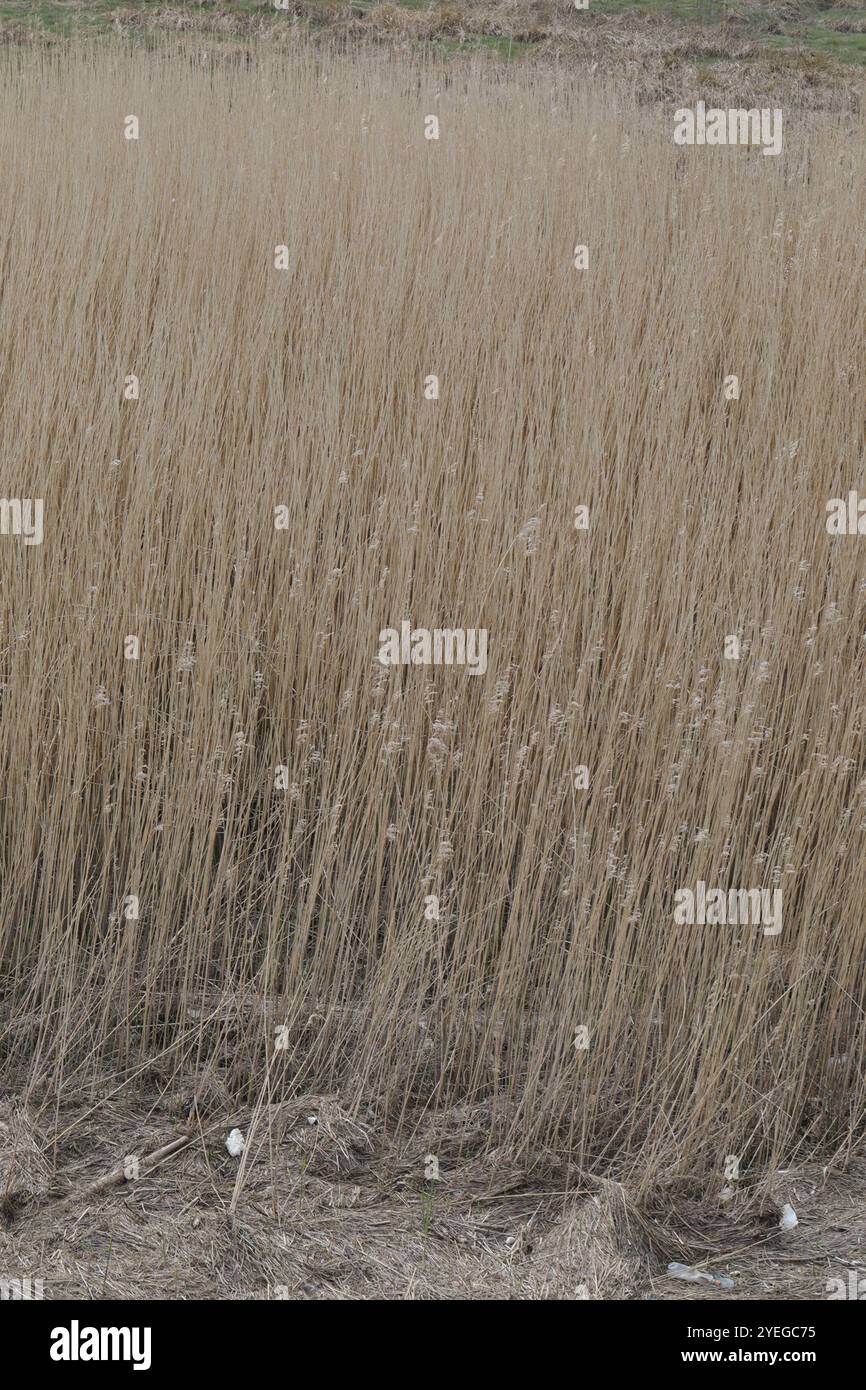 European reed (Phragmites australis australis Stock Photo - Alamy