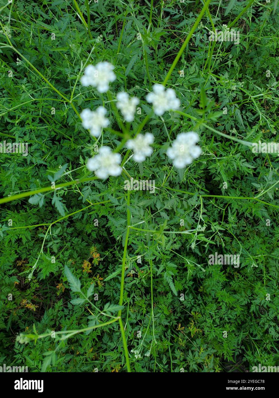 common hedge parsley (Torilis arvensis Stock Photo - Alamy