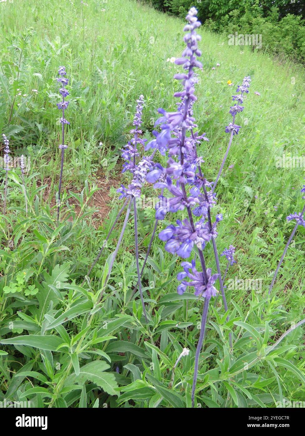Mealy Blue Sage (Salvia farinacea Stock Photo - Alamy