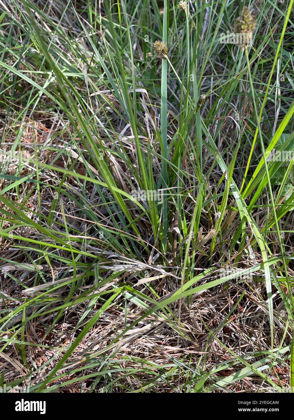 true sedges (Carex Stock Photo - Alamy