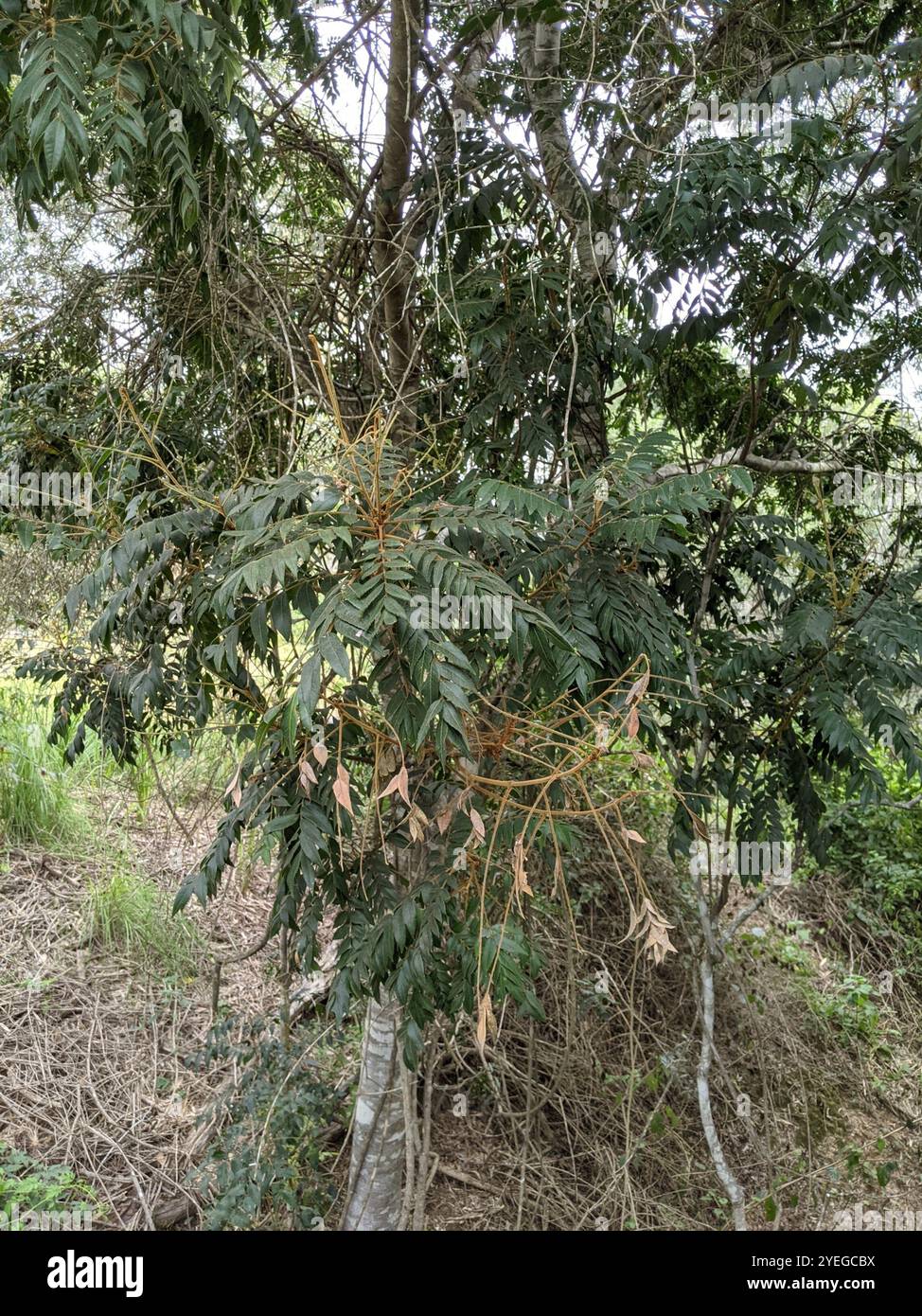 Fern Top (Jagera pseudorhus Stock Photo - Alamy