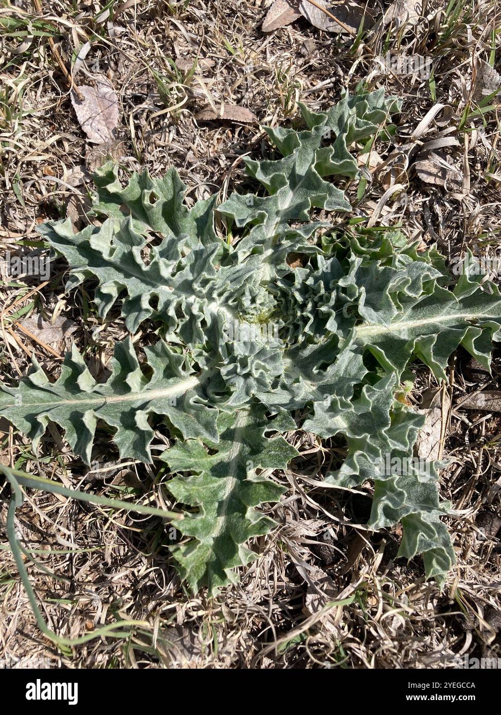 Cirsium undulatum hi-res stock photography and images - Alamy