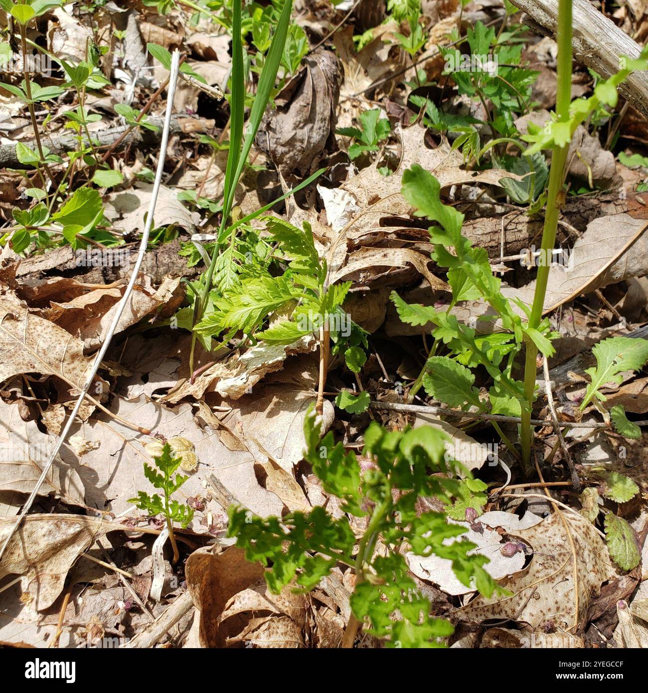 rattlesnake fern (Botrypus virginianus Stock Photo - Alamy