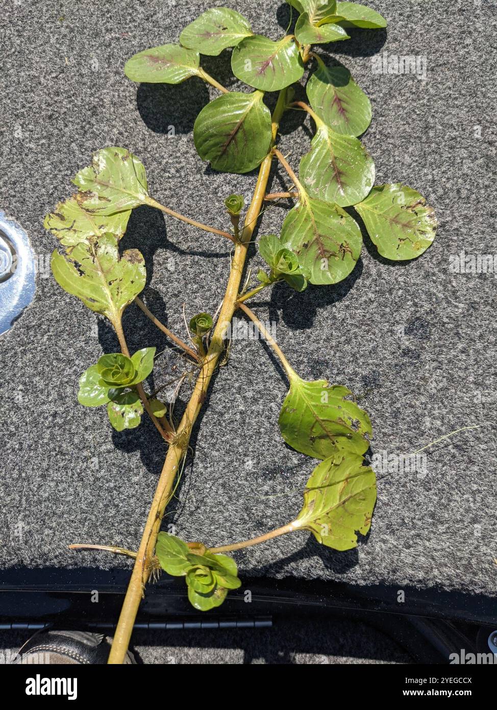 floating primrose-willow (Ludwigia peploides Stock Photo - Alamy