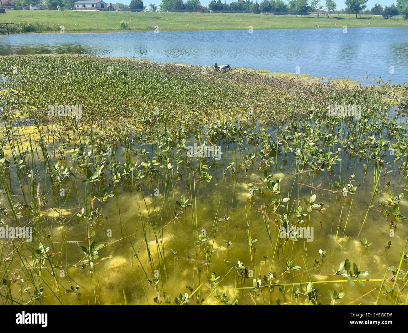 Alligatorweed (Alternanthera philoxeroides Stock Photo - Alamy