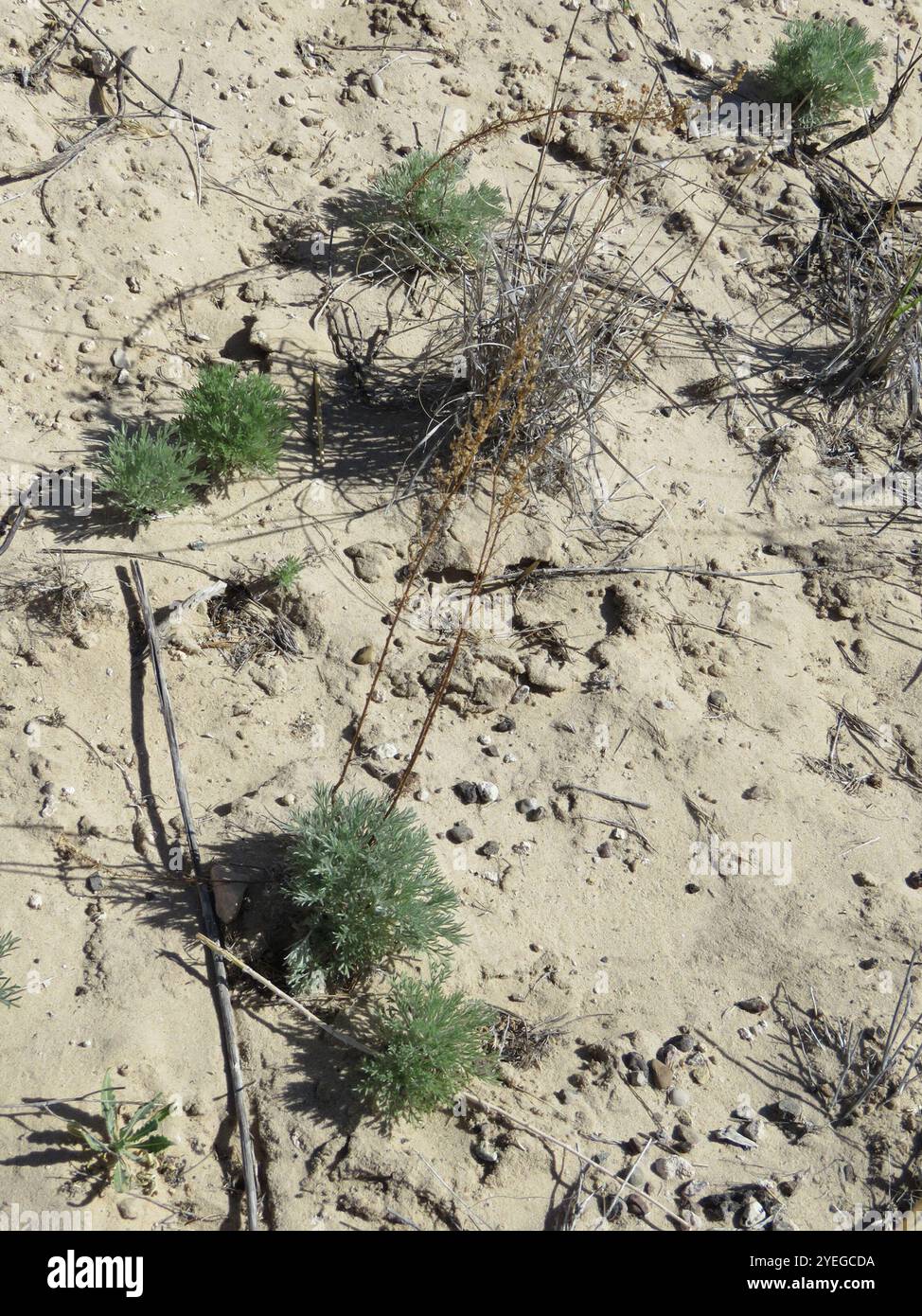 Field Sagewort (Artemisia campestris Stock Photo - Alamy