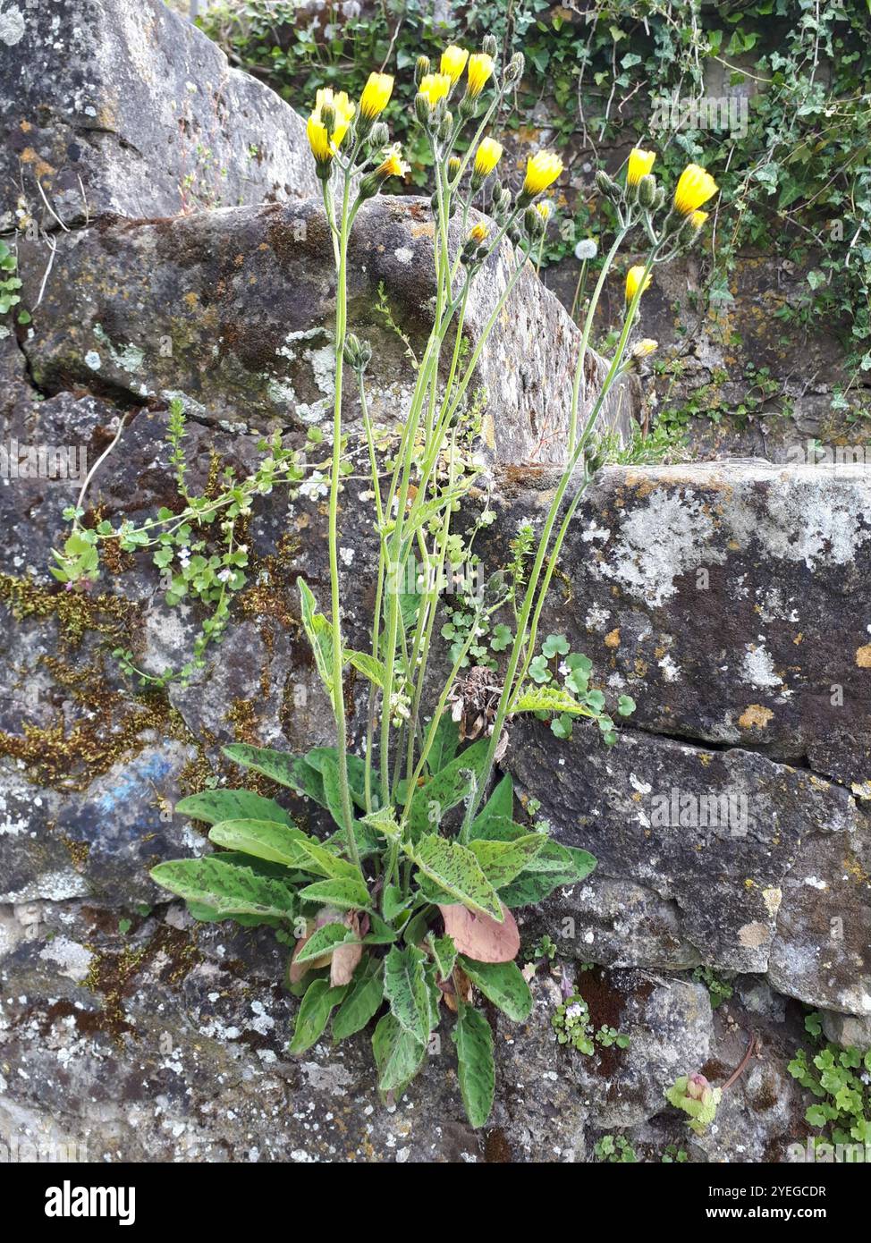 Hieracium maculatum hi-res stock photography and images - Alamy
