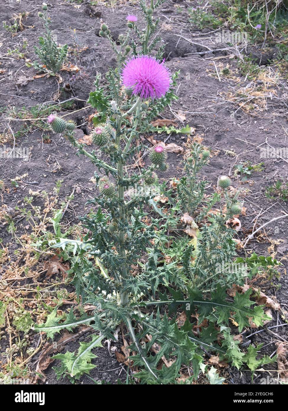 Texas Thistle (Cirsium texanum Stock Photo - Alamy