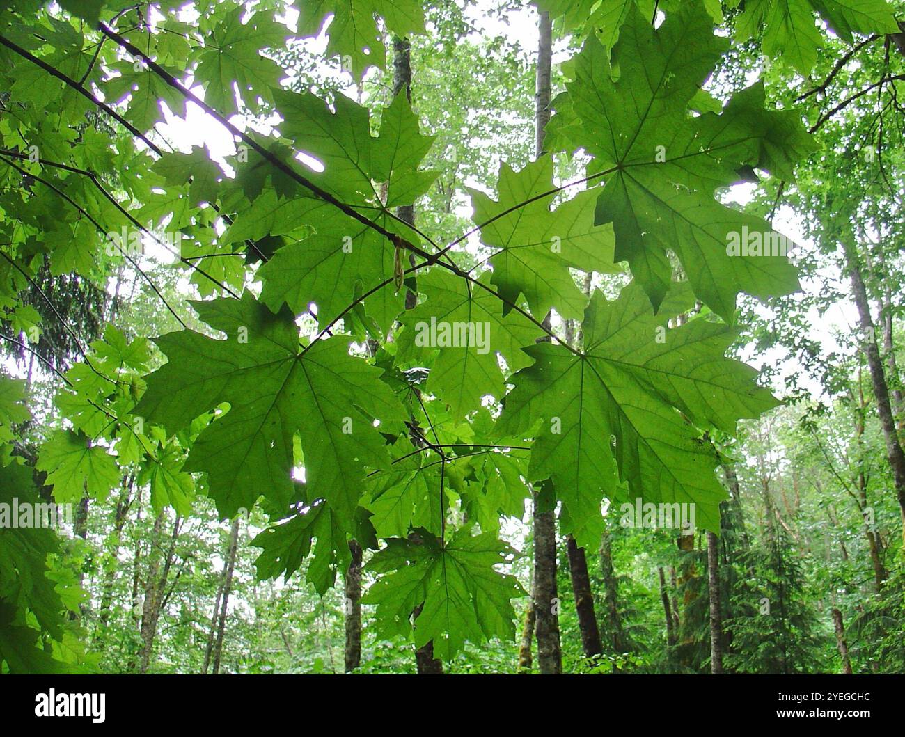 bigleaf maple (Acer macrophyllum Stock Photo - Alamy