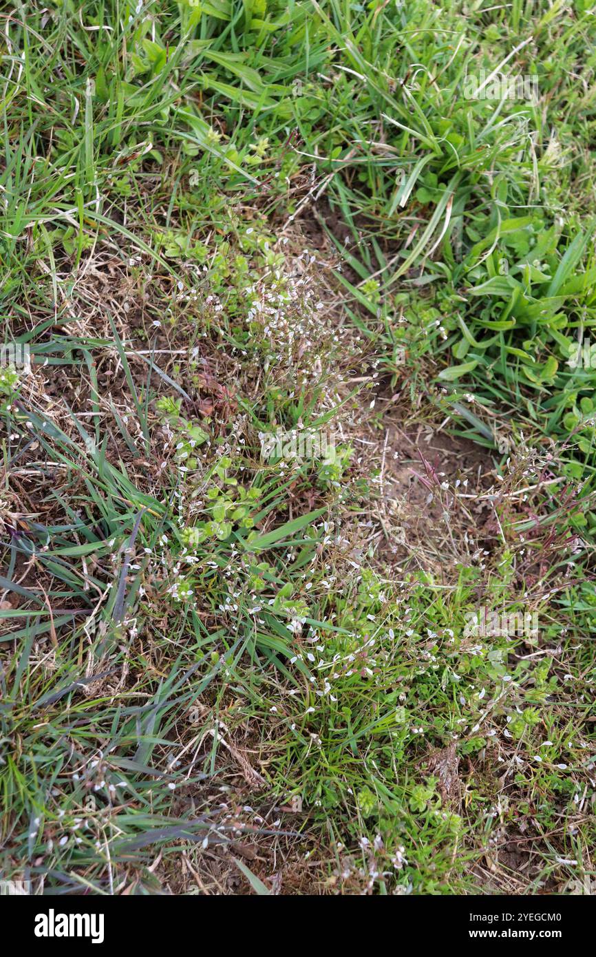 Common Whitlowgrass (Draba verna Stock Photo - Alamy