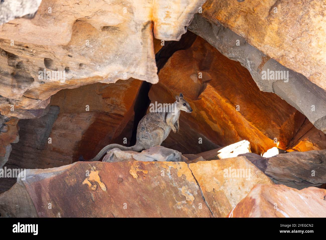 Short-Eared Rock-Wallaby (Petrogale brachyotis) in The Kimberley ...