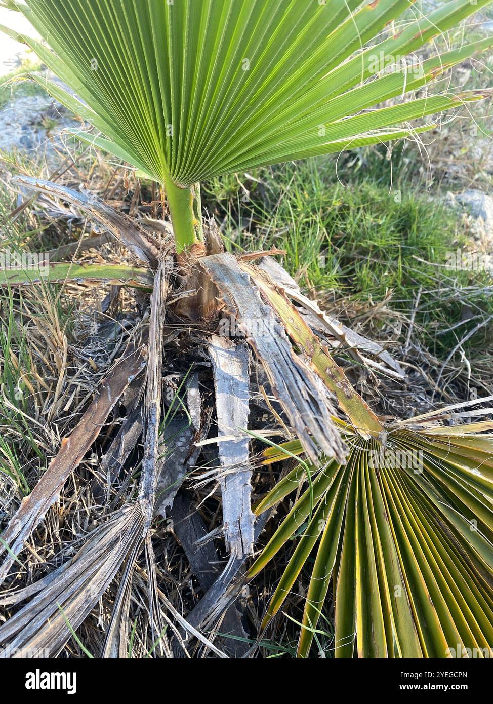 Mexican Fan Palm (Washingtonia robusta Stock Photo - Alamy