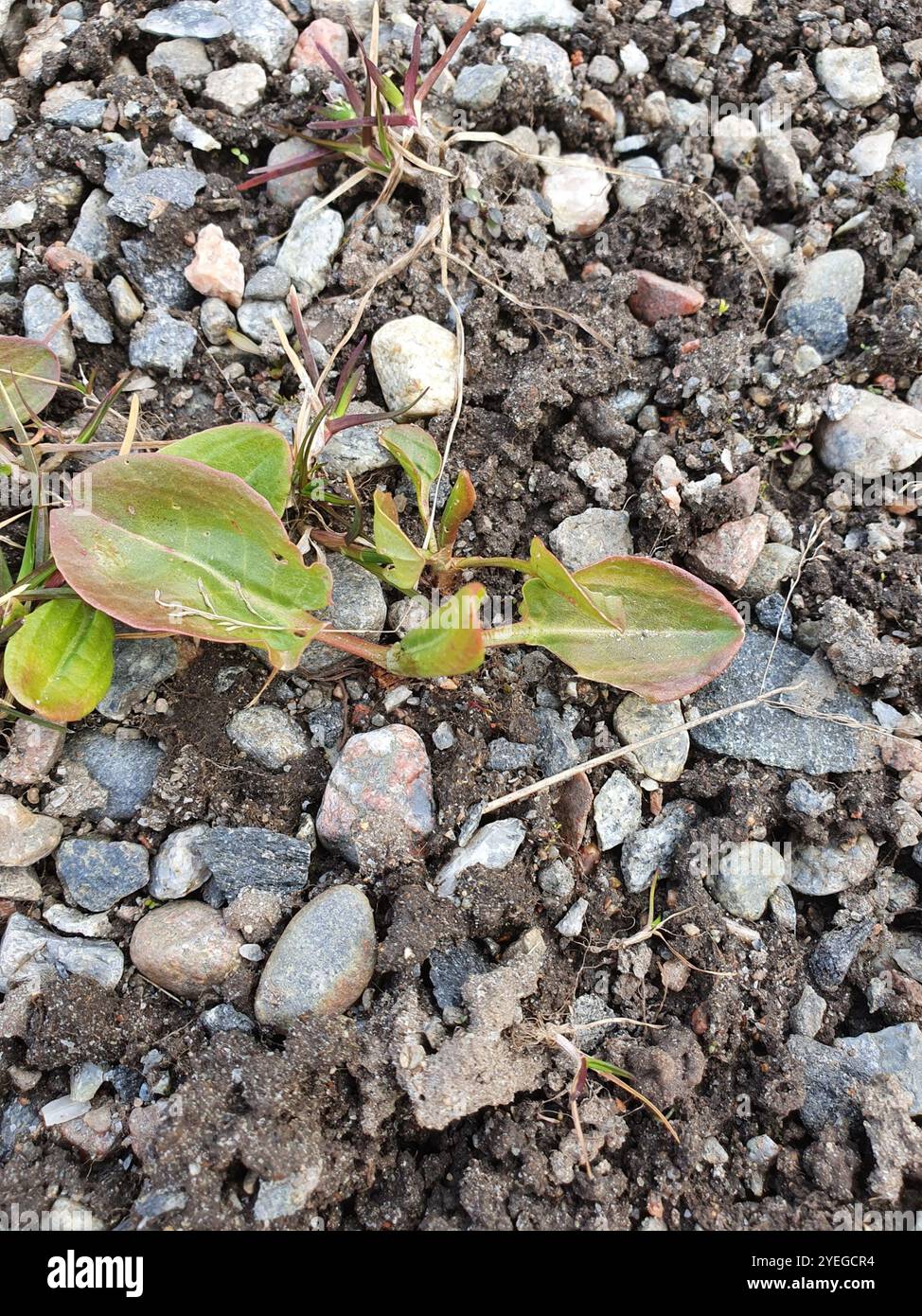 Sorrel rumex rugosus hi-res stock photography and images - Alamy