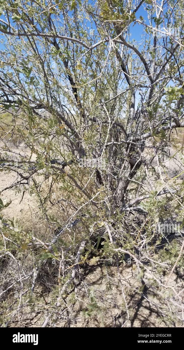 desert ironwood (Olneya tesota Stock Photo - Alamy