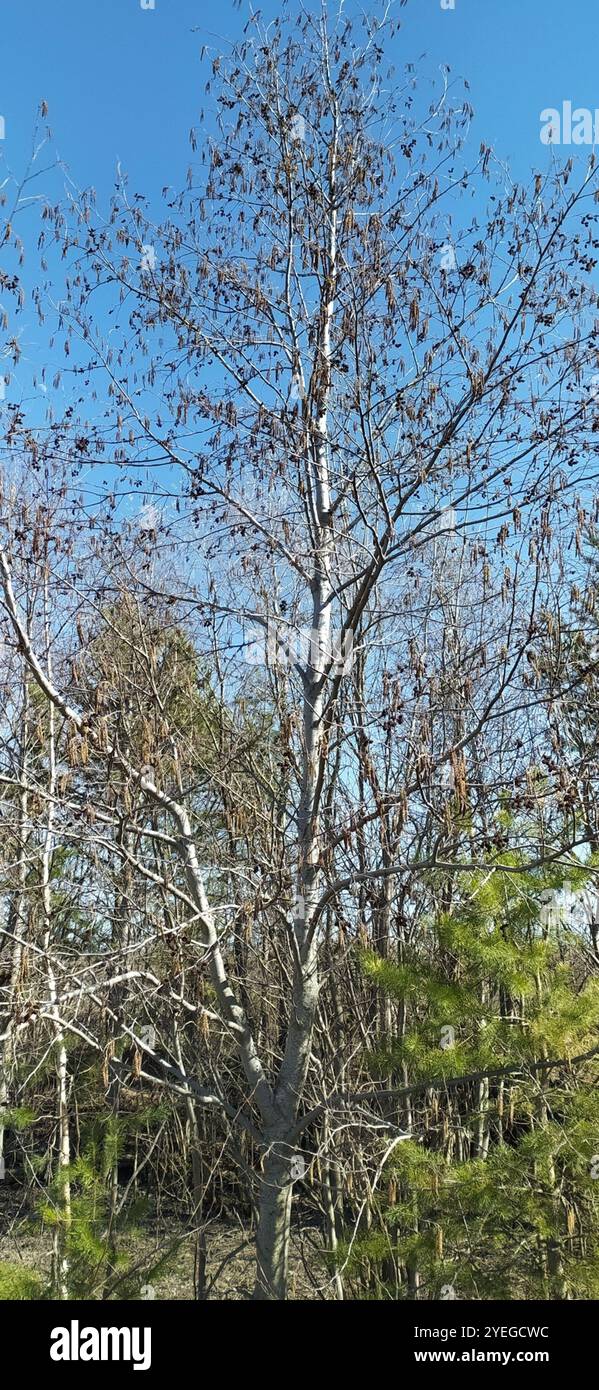 grey alder (Alnus incana Stock Photo - Alamy