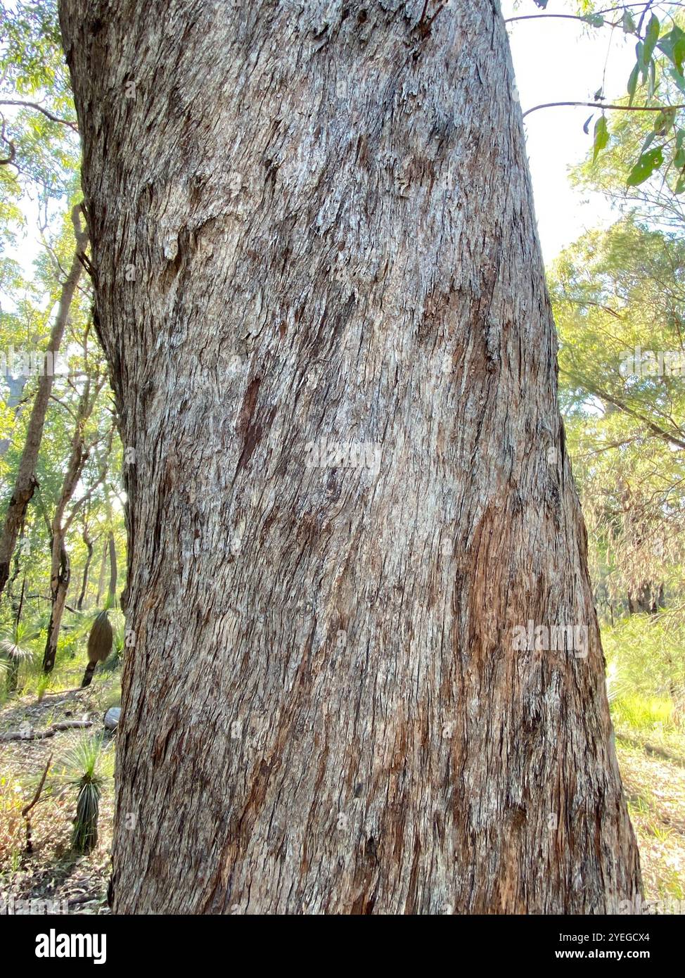 Needlebark Stringybark (Eucalyptus planchoniana Stock Photo - Alamy