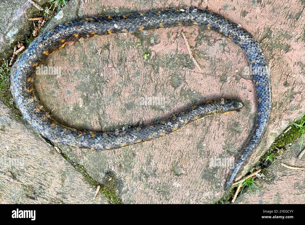 Thickhead Ground Snake (Atractus crassicaudatus Stock Photo - Alamy