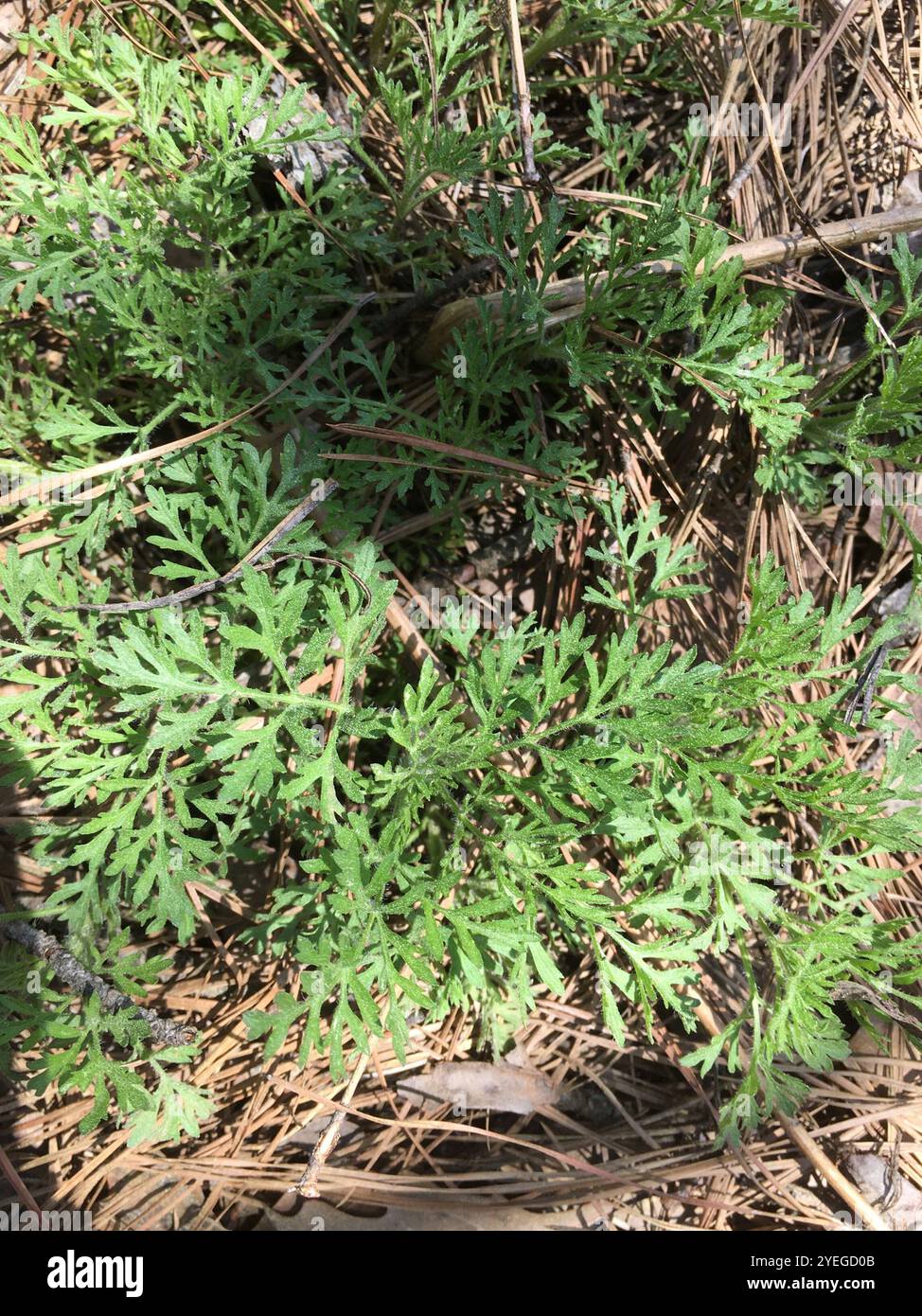 Coastal Dog Fennel (Eupatorium compositifolium Stock Photo - Alamy