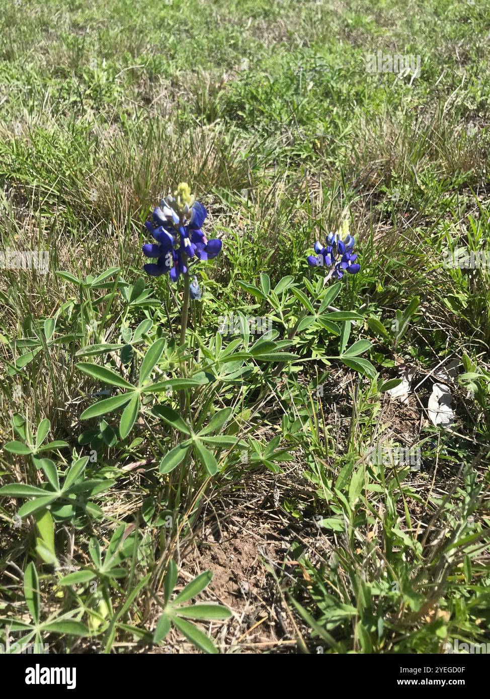 Texas bluebonnet (Lupinus texensis Stock Photo - Alamy