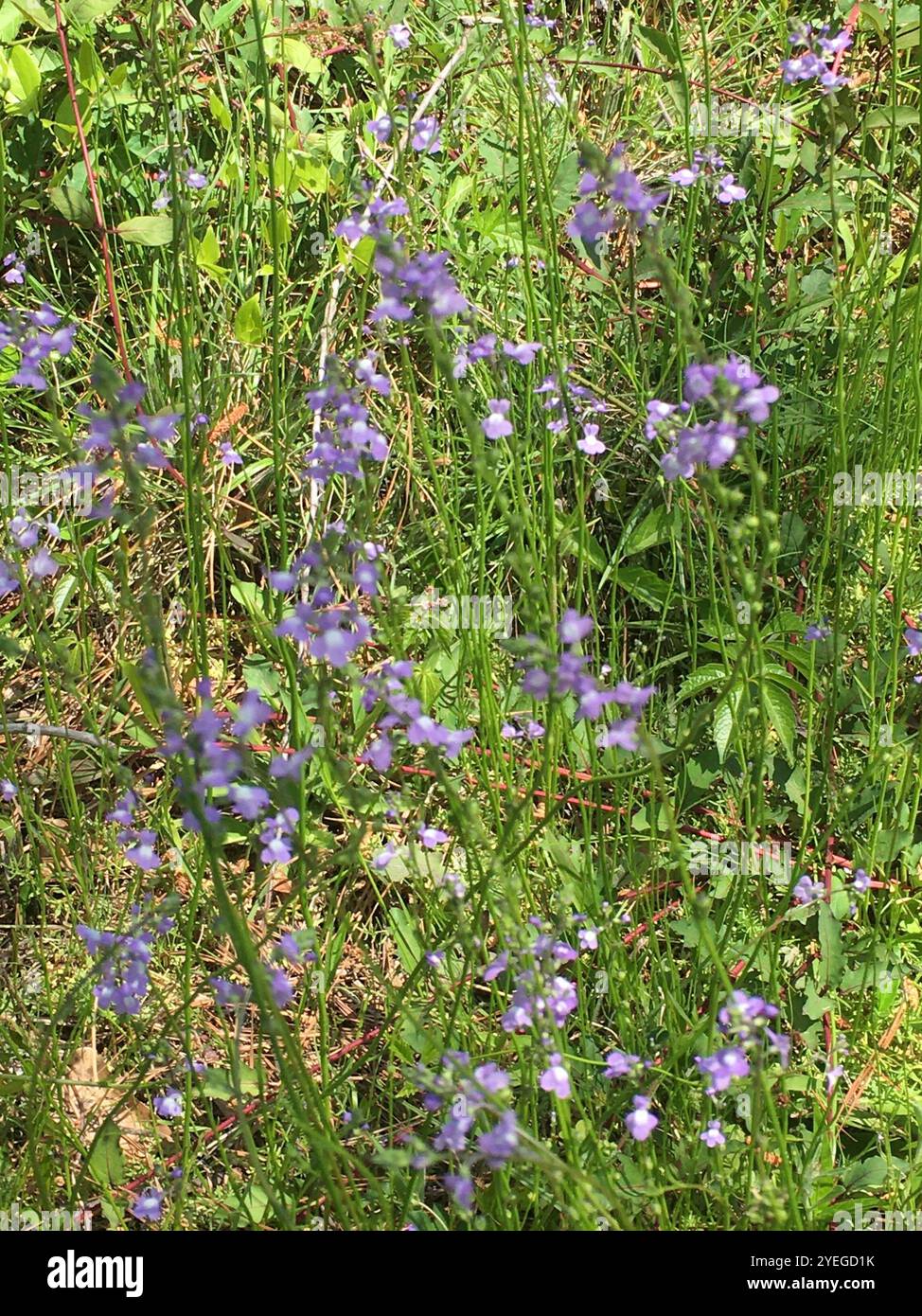 blue toadflax (Nuttallanthus canadensis Stock Photo - Alamy