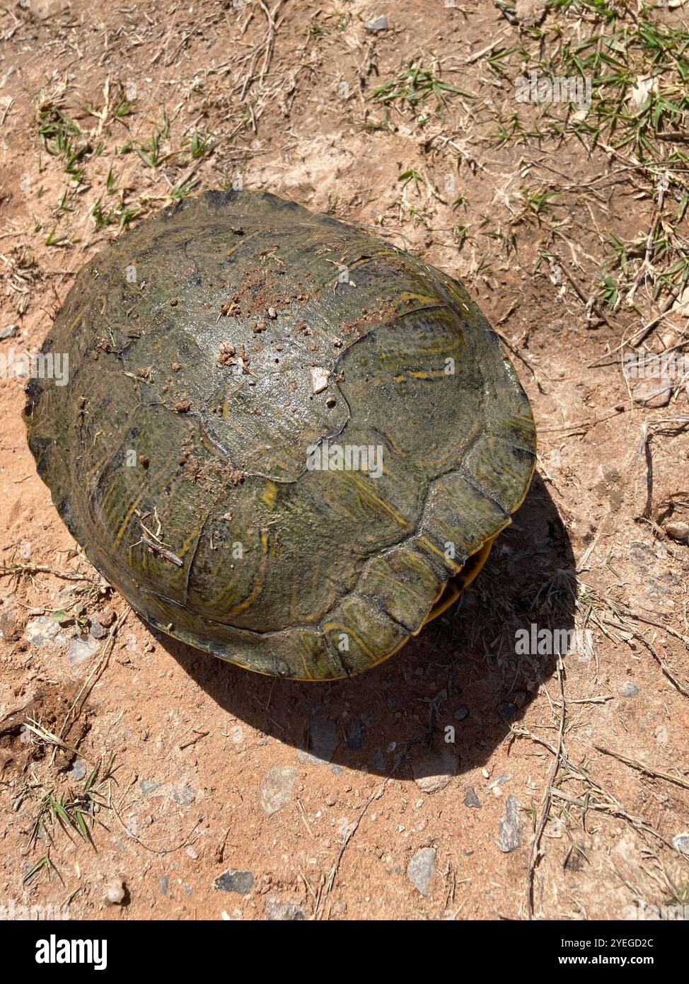 Pond Slider (Trachemys scripta Stock Photo - Alamy