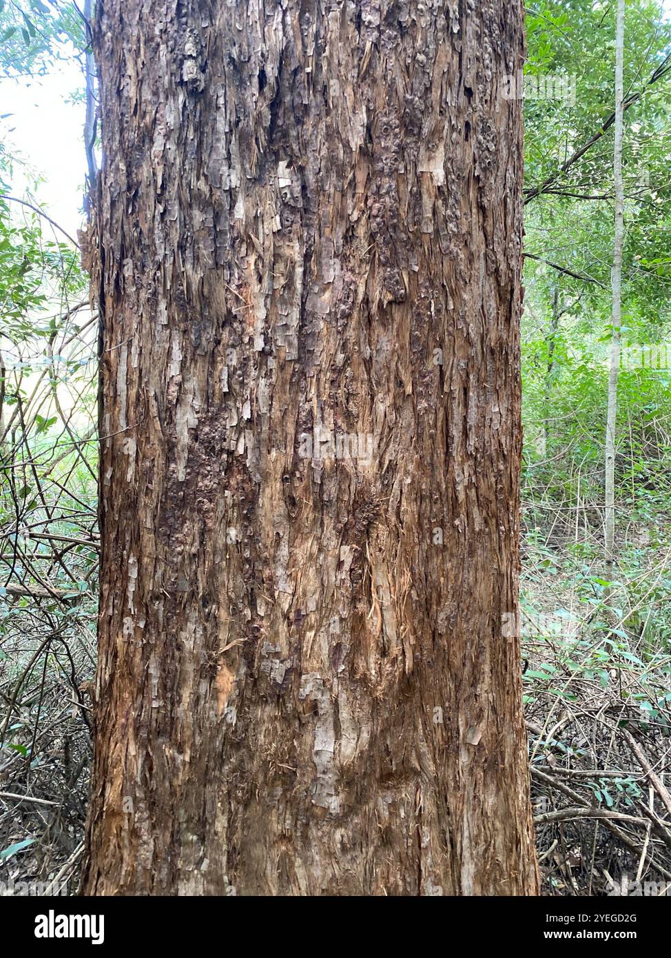 Tallowwood (Eucalyptus microcorys Stock Photo - Alamy