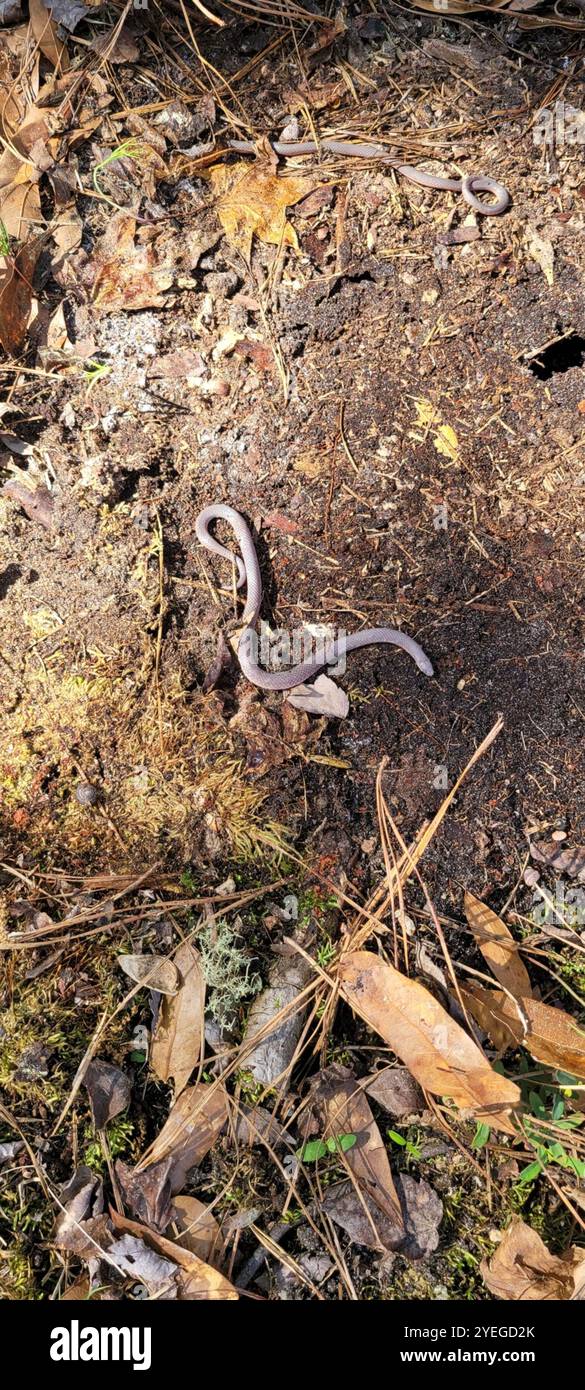 Eastern worm snake hi-res stock photography and images - Alamy