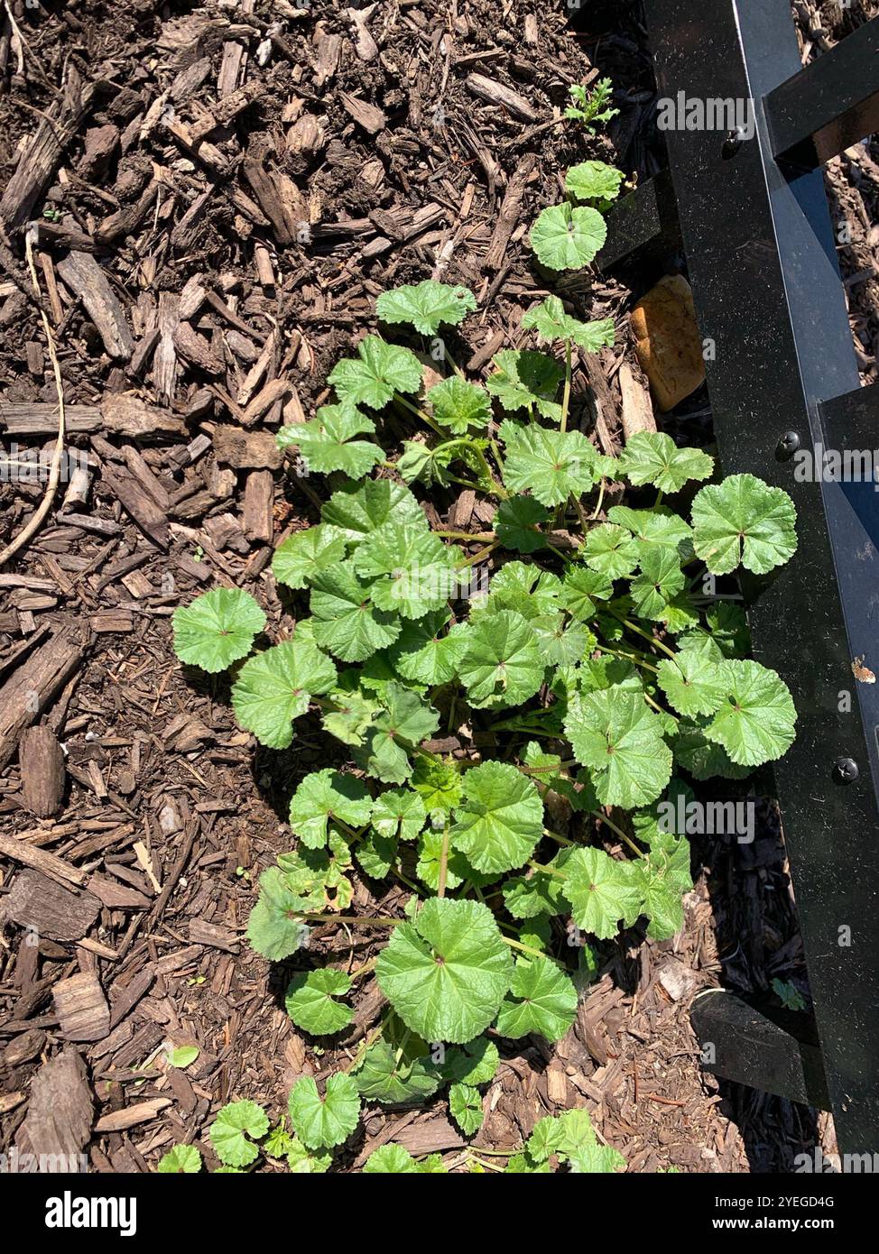 dwarf mallow (Malva neglecta Stock Photo - Alamy