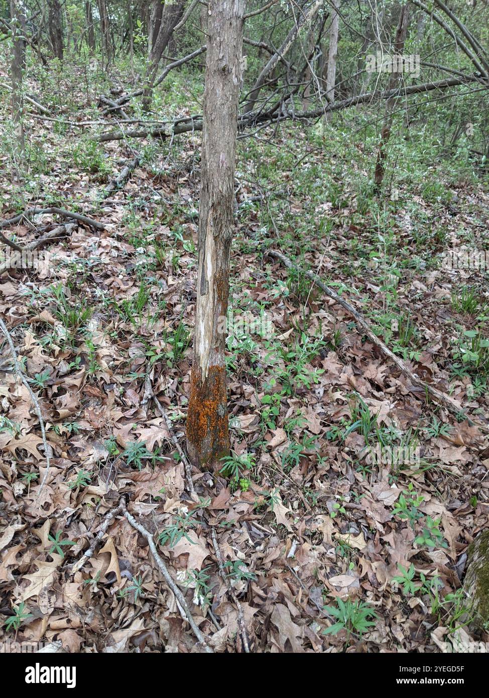 rust fungi (Pucciniales Stock Photo - Alamy